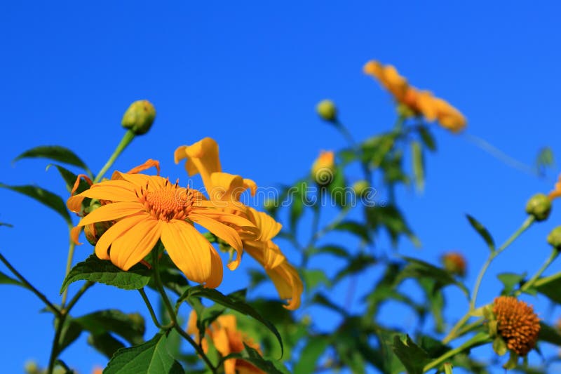 Mexican Sunflower[Tithonia Diversifolia] Stock Image - Image of colored ...