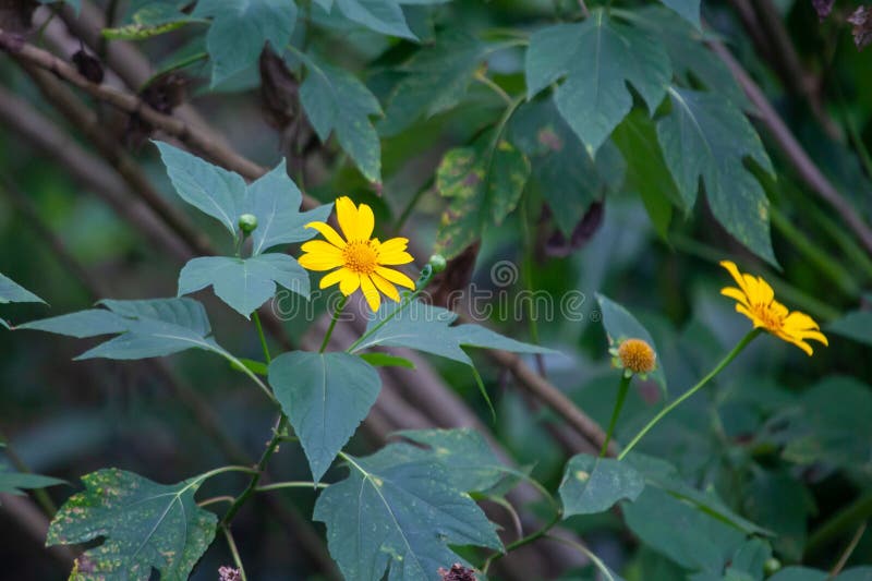 Mexican Sunflower, Tithonia Diversifolia Stock Image - Image of ...