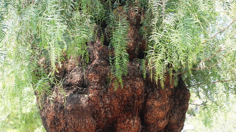 Mexican tree stock photo. Image of woodland, plant, garden - 310956350