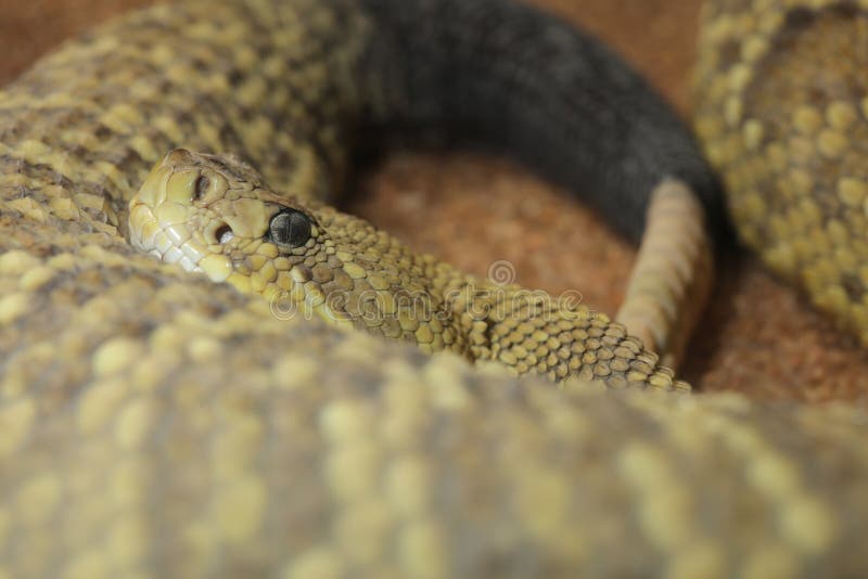 Mexican West Coast Rattlesnake or Mexican Green Rattler Crotalus ...