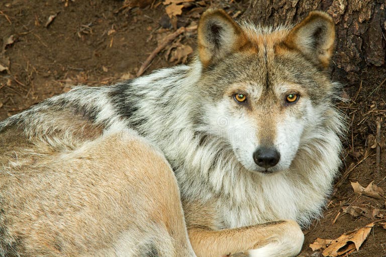 Mexican Wolf stock photo. Image of outdoors, natural - 15324118
