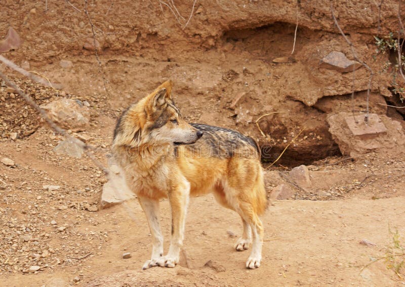 Mexican Wolf stock photo. Image of outdoors, natural - 15324118