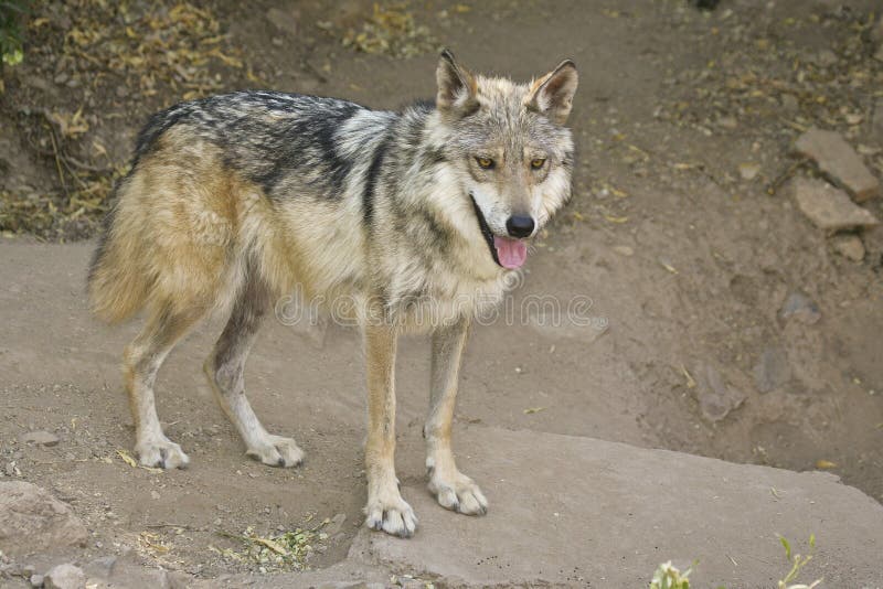 Mexican Wolf (Lobo) stock image. Image of lupus, natural - 16688929