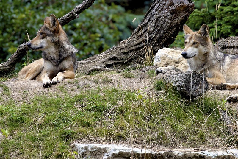 Mexican Wolves 604963 stock photo. Image of nature, predators - 194774364