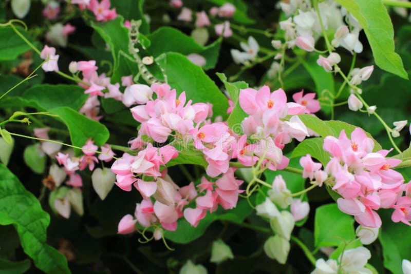 Mexicansk ranka fotografering för bildbyråer. Bild av grön - 76950763