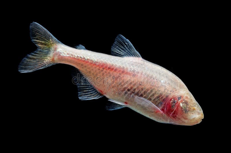 Mexicanus Van Astyanaxfasciatus - Anoptichthys-jordani - Blinde Hol ...