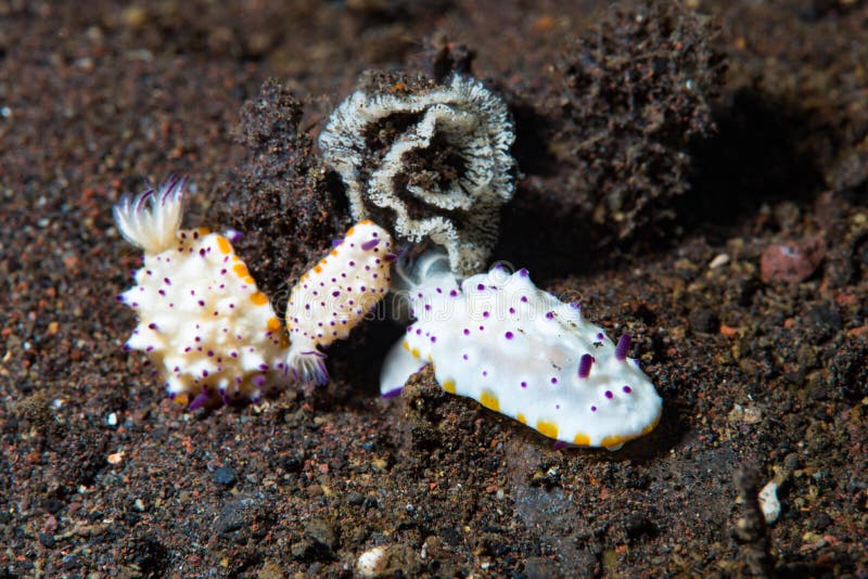 Mexichromis Multituberculata Laying Eggs Stock Photo - Image of ...