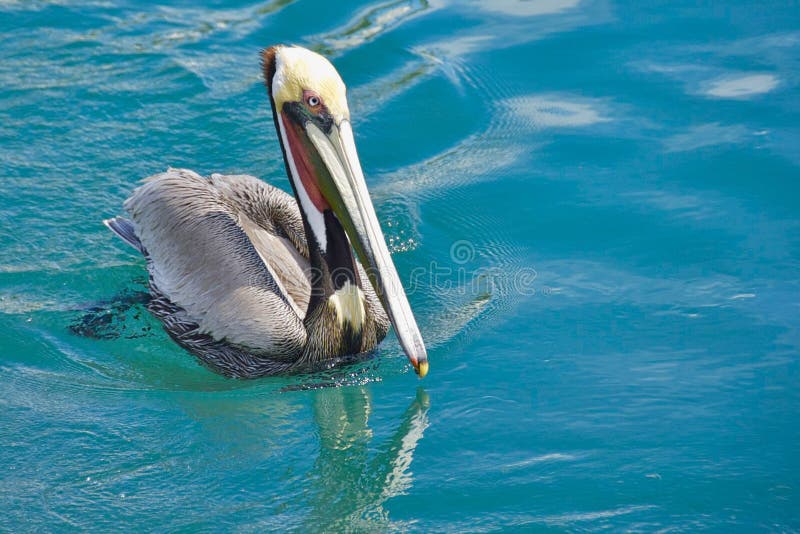 Colorful Pelican stock photo. Image of rica, pelican - 116938166