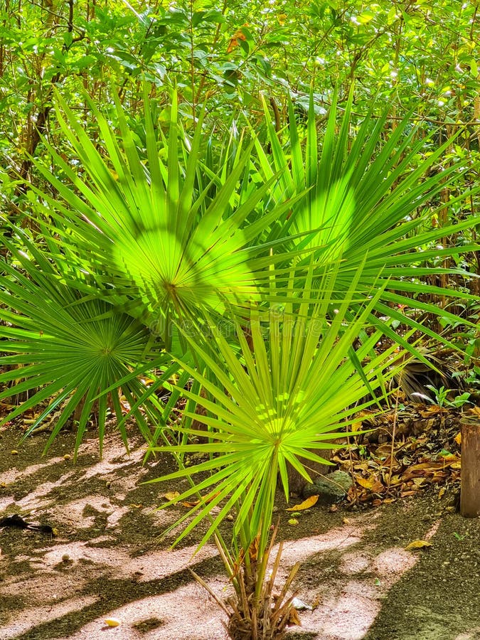 Mexico, Cancun, Dwarf Palm Illuminated by the Sun S Rays Stock Photo ...