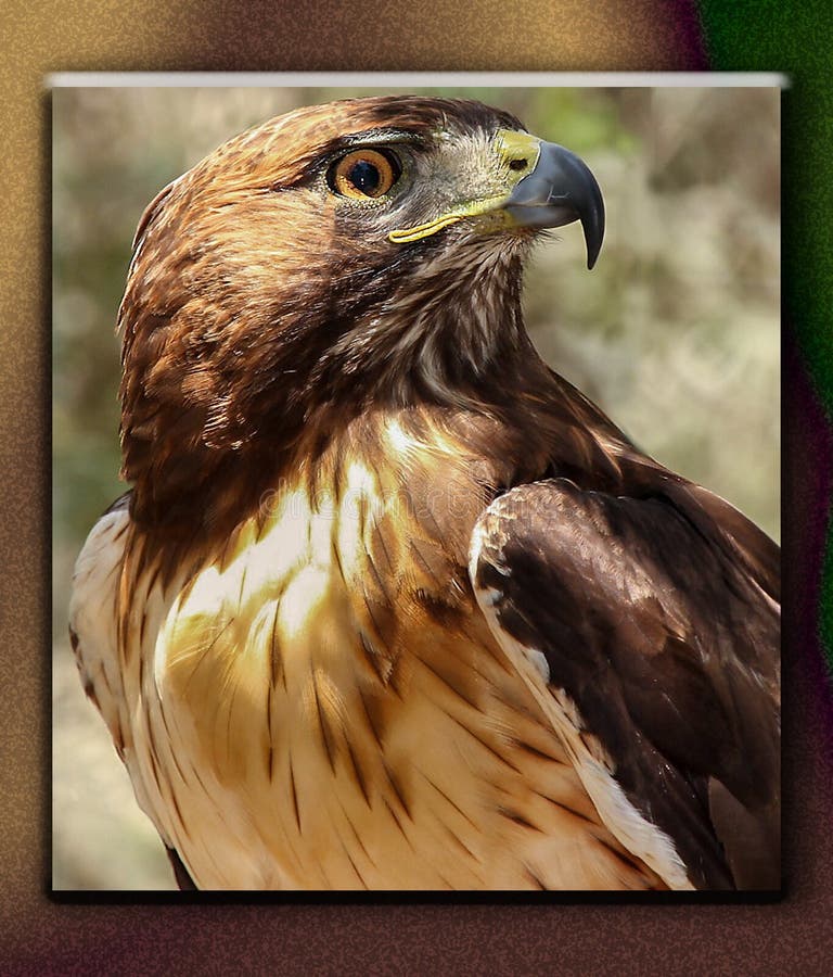 Mexico Hawk in Nuevo Vallarta Editorial Photo - Image of mexico ...