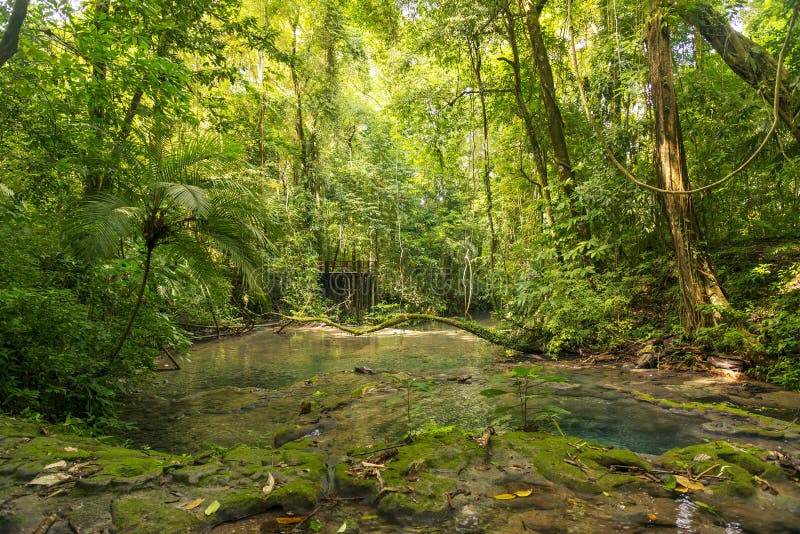 Mexico Jungle Lookout stock photo. Image of tree, clean - 113879550