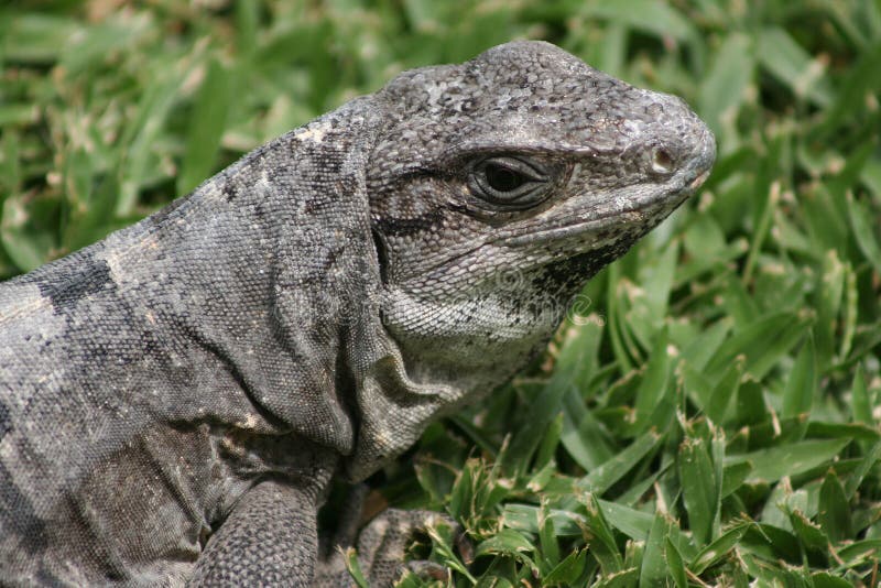 Mexico lizard stock photo. Image of quiet, nature, head - 15471358