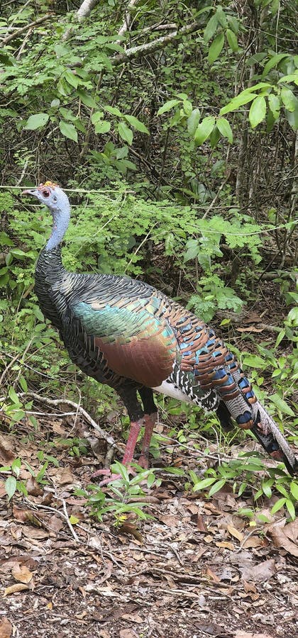 Mexico - Yucantan Peninsula - Calakmul - Ocellated Turkey Stock Image ...