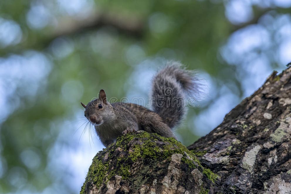 Mexico - Yucantan Peninsula - Chichen Itza - Yucatan Squirrel on a Tree ...