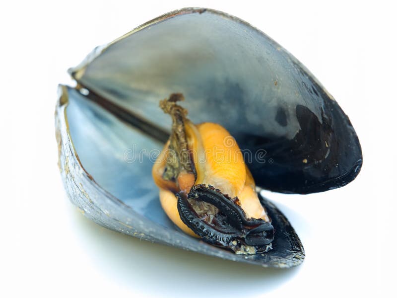 Mexilhão Labiado Verde De Nova Zelândia Foto de Stock - Imagem de ...