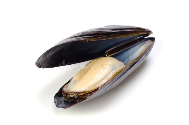 Mexilhão foto de stock. Imagem de animal, peixes, fundo - 24224492