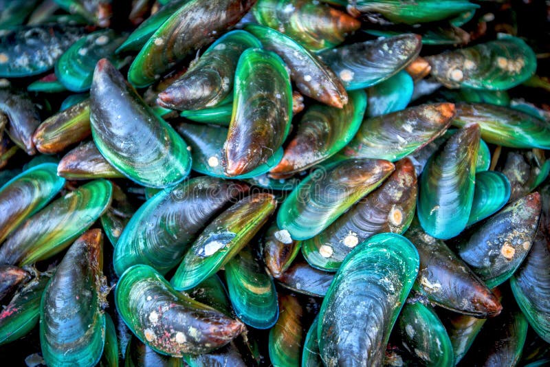 Mexilhão Com Lábios Verdes Perna Canaliculus Vista Elevada. Imagem de ...