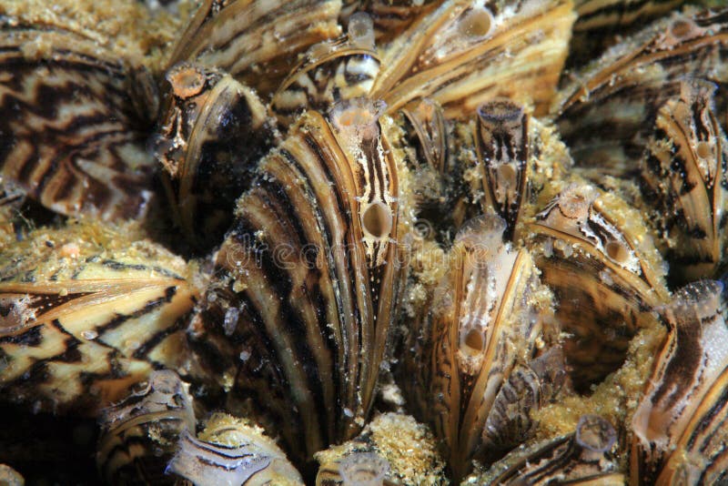 72,988 Fotos de Stock de Mexilhão - Fotos de Stock Gratuitas e Sem ...