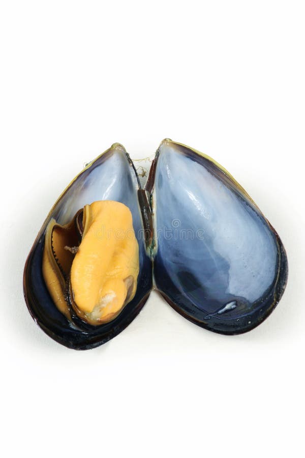 Abra O único Mexilhão Cozinhado Foto de Stock - Imagem de moluscos ...