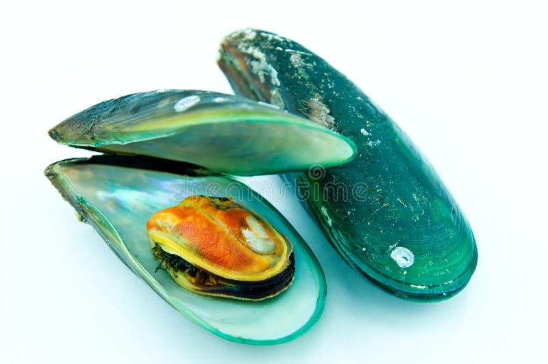 Mexilhão foto de stock. Imagem de animal, peixes, fundo - 24224492