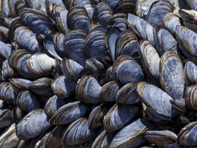 Grupo De Mexilhões E De Shell Do Mexilhão Nas Rochas Imagem de Stock ...