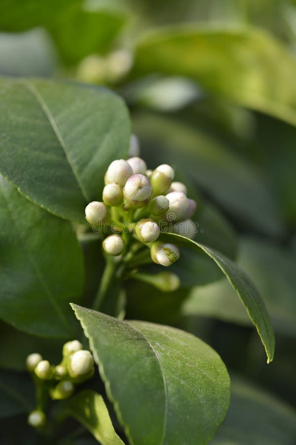 Meyer lemon photo stock. Image du blanc, botanique, rose - 245351910