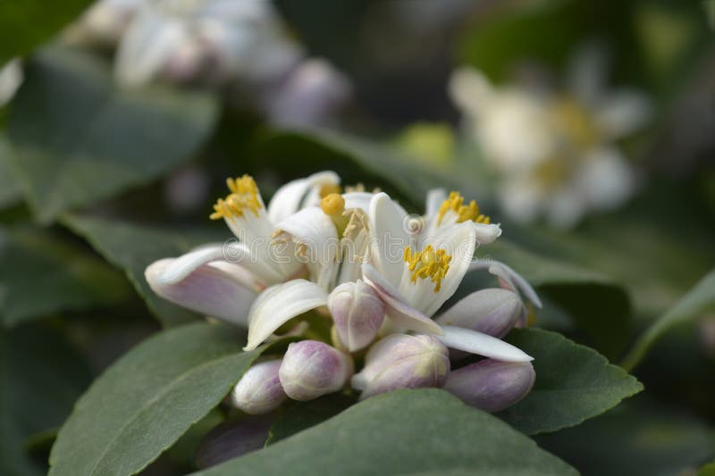 Meyer lemon stock photo. Image of white, citrus, name - 285126562