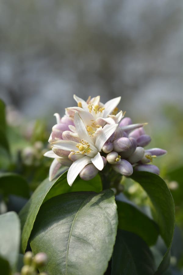 Meyer lemon stock image. Image of outdoors, botany, citrus - 246574265