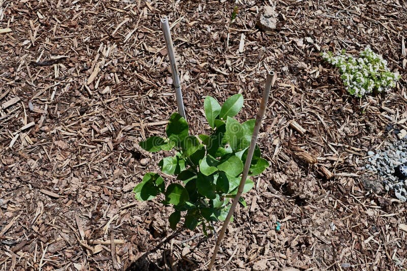 Meyer lemon tree sapling 4 stock photo. Image of california - 349603040