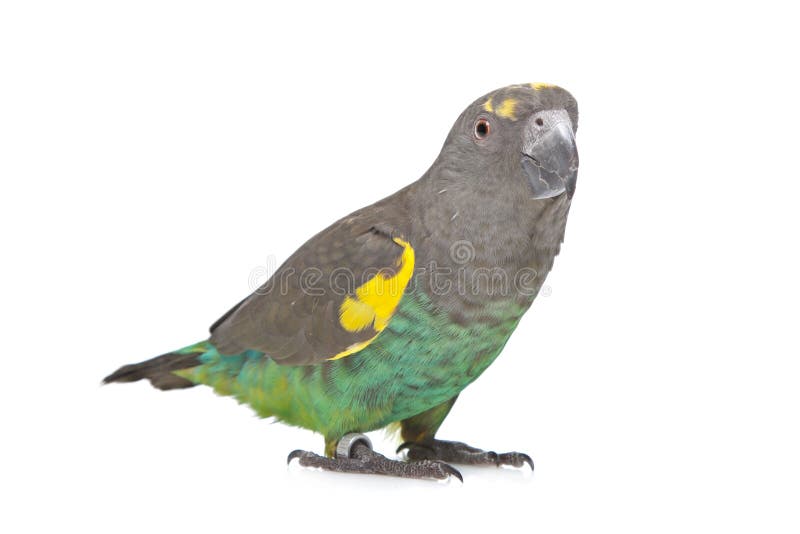 Meyer Parrot stock image. Image of african, white, poicephalus - 24481503