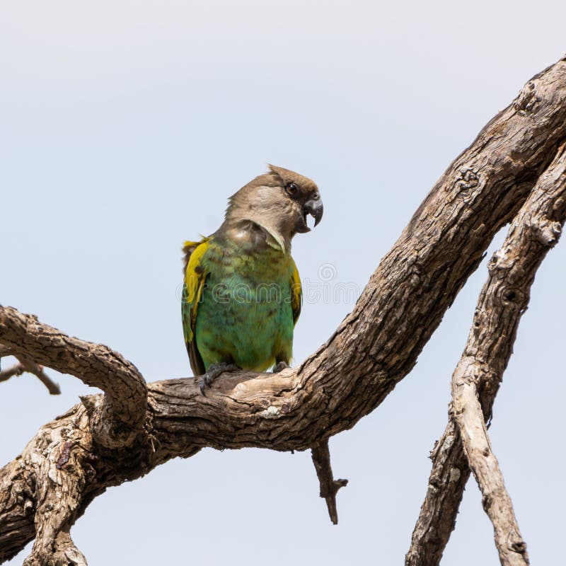 Meyer`s parrot stock image. Image of meyeri, meyers, zambia - 93128581