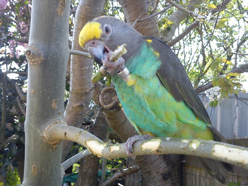 Meyers Parrot stock photo. Image of avian, beauty, feather - 11011608
