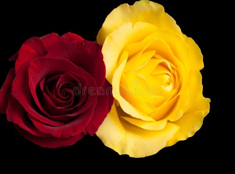 Mezcla De Amarillo Y De Rojo Rosed Imagen de archivo - Imagen de ...