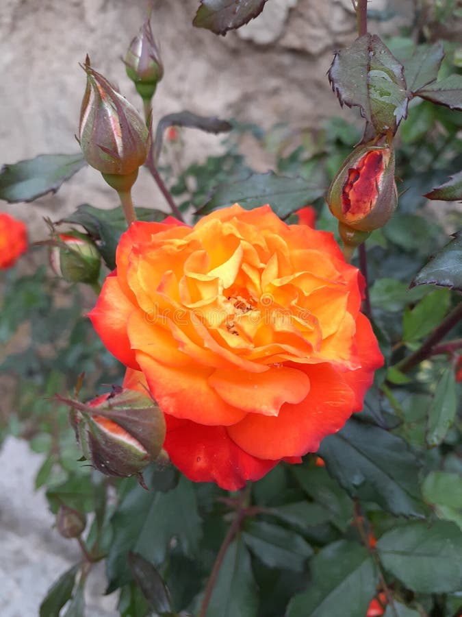 Mezcla De Colores Rojo Y Amarillo Rosa Imagen de archivo - Imagen de ...