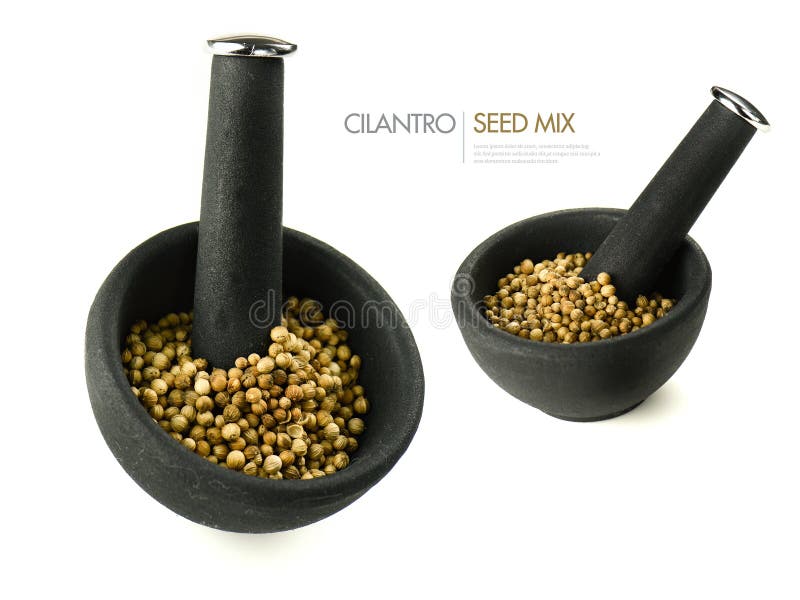 Germinación De La Semilla Del Cilantro Aislada En Blanco En Diversas ...