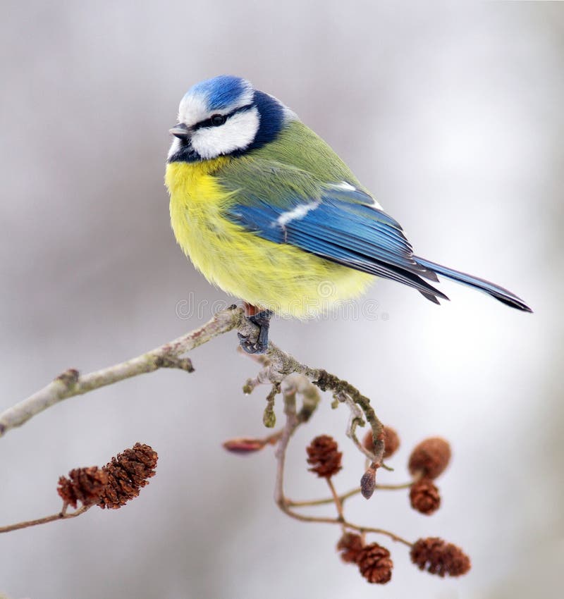 Standbeeld Van De Fontein Van Mezen Stock Afbeelding - Image of goed ...