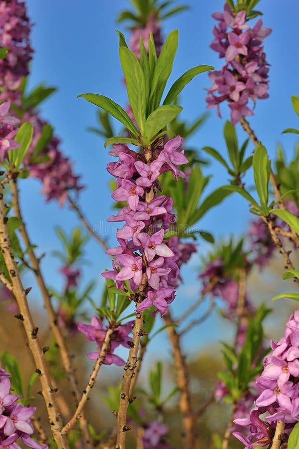 Daphne Mezereum Febrero Daphne Spurgo Laurel Finlandia Foto de archivo ...