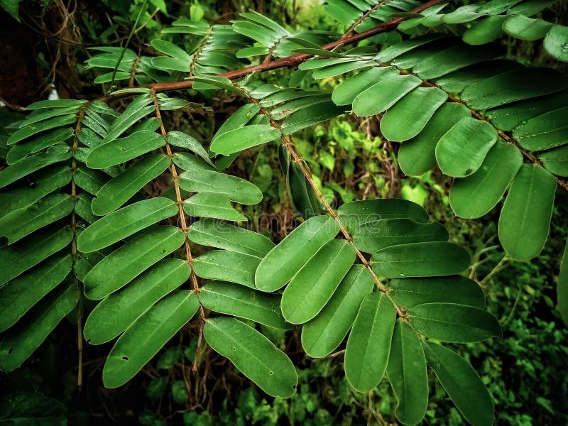 Mezoneuron Kauaiense is a Rare Shrub or Small Tree in the Genus ...