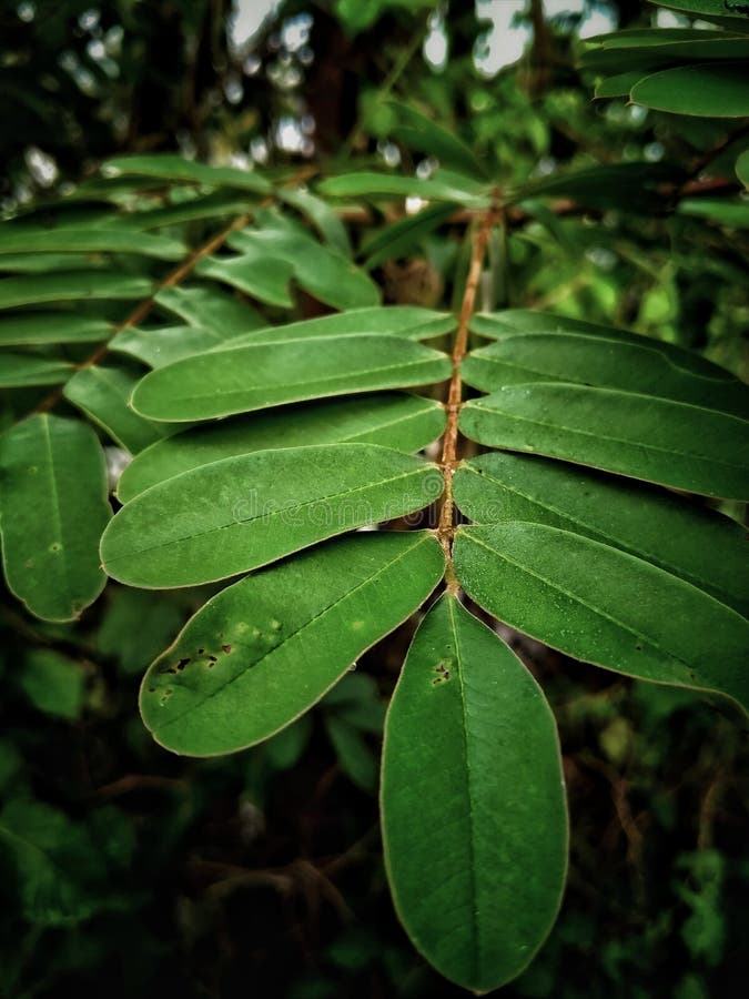 Mezoneuron Kauaiense Stock Photos - Free & Royalty-Free Stock Photos ...