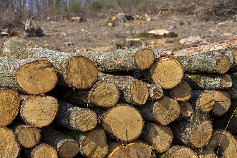 Logging Timber Wood Industry. Cut Trees Along a Road Prepared for ...