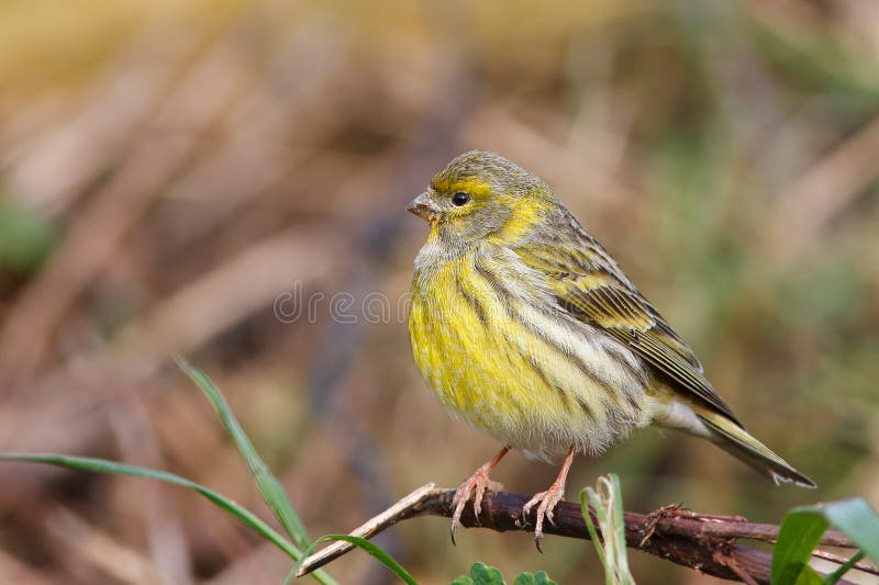 Plump Yellow Toned Bird Stock Photos - Free & Royalty-Free Stock Photos ...
