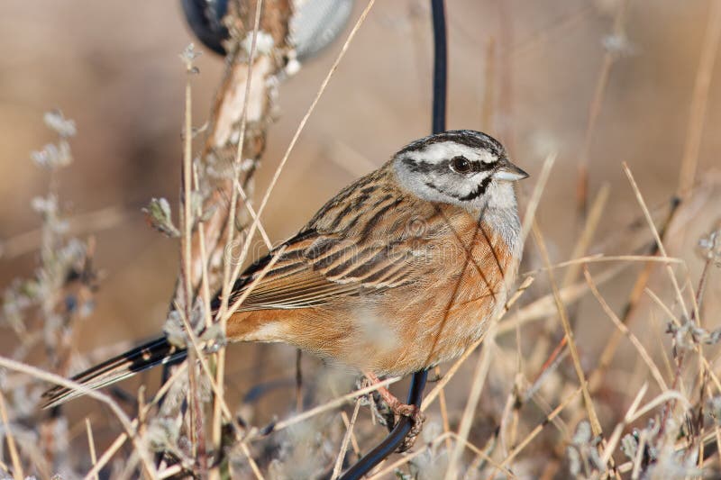 Grey-throated Bunting or Cia with the Scientific Name of (Emberiza Cia ...