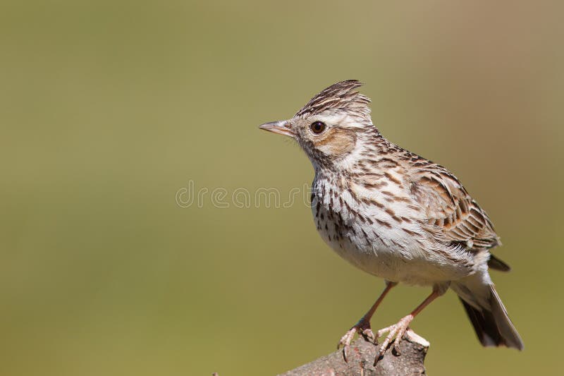 Tree Lark with the Scientific Name of (Lullula Arborea). Stock Photo ...