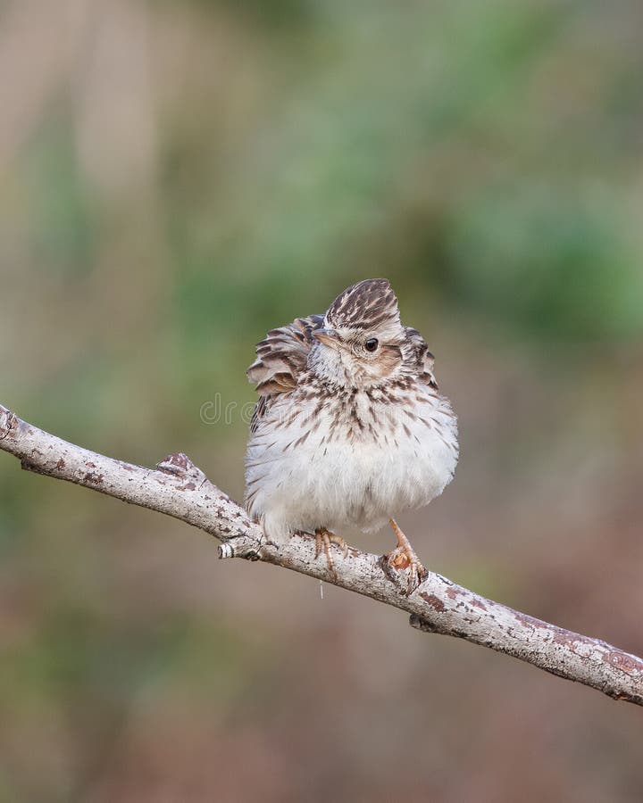 Tree Lark with the Scientific Name of (Lullula Arborea). Stock Photo ...