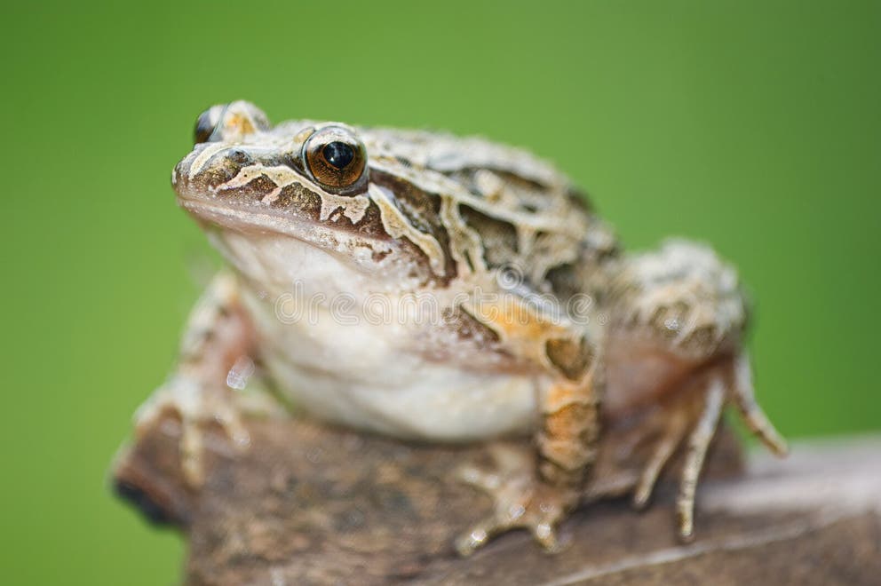 Pointed-snouted Frog with the Scientific Name of (Discoglossus Galganoi ...