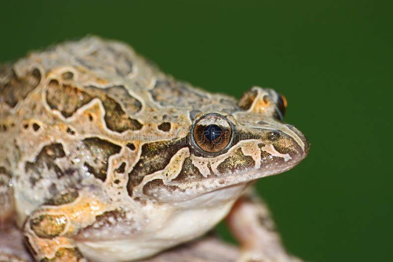Pointed-snouted Frog with the Scientific Name of (Discoglossus Galganoi ...