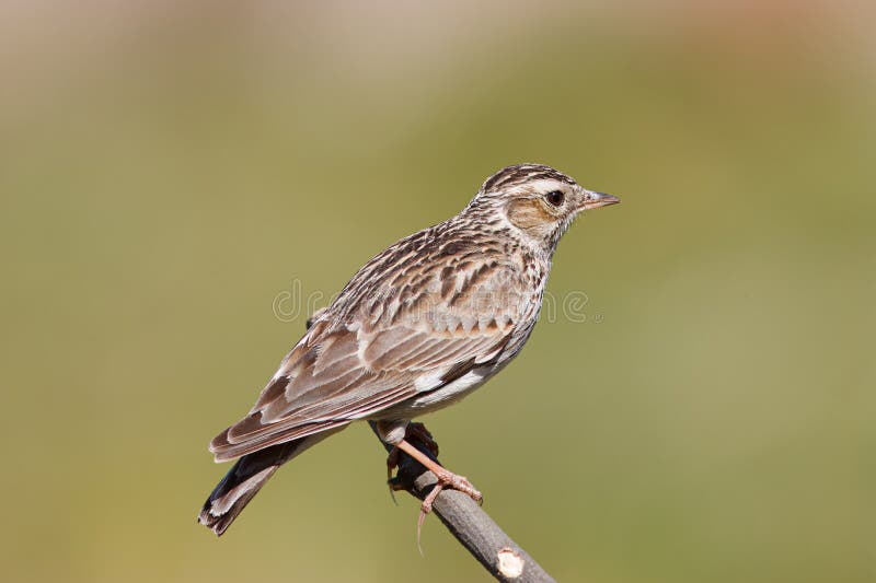 Australian Scientific Name Yellow Robin Stock Photos - Free & Royalty ...