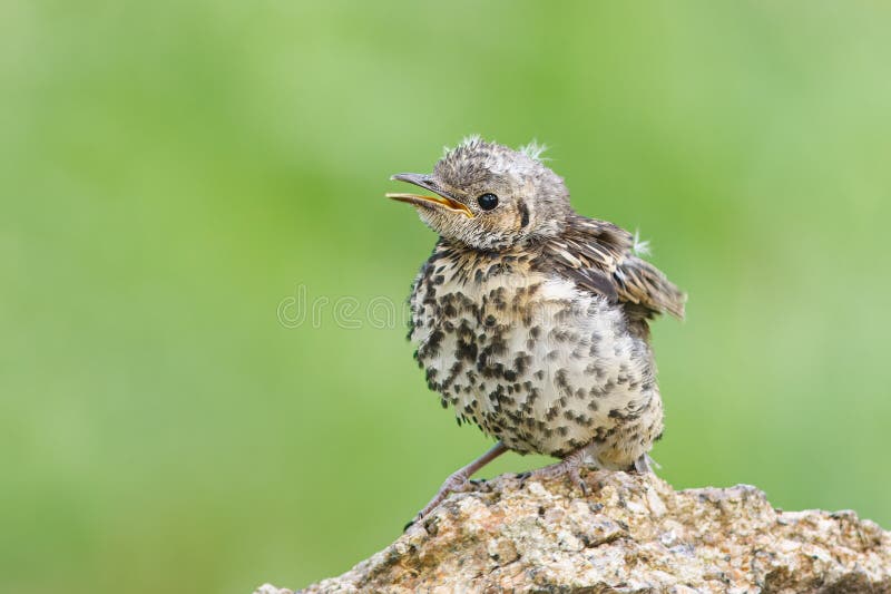 Thrush with the Scientific Name of (Turdus Viscivorus). Stock Photo ...