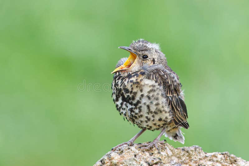 Thrush with the Scientific Name of (Turdus Viscivorus). Stock Image ...