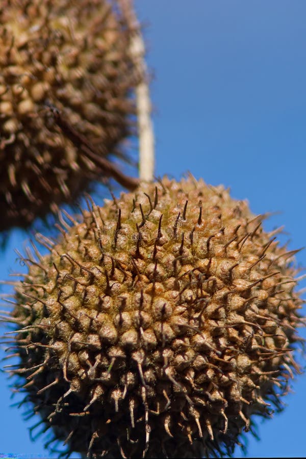 A Round, Spiny Ball of Seeds that Grows on Stock Photo - Image of parks ...